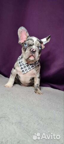 Эксклюзив дарк