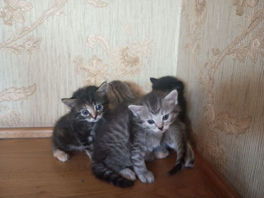 Котята от вислоухой кошки