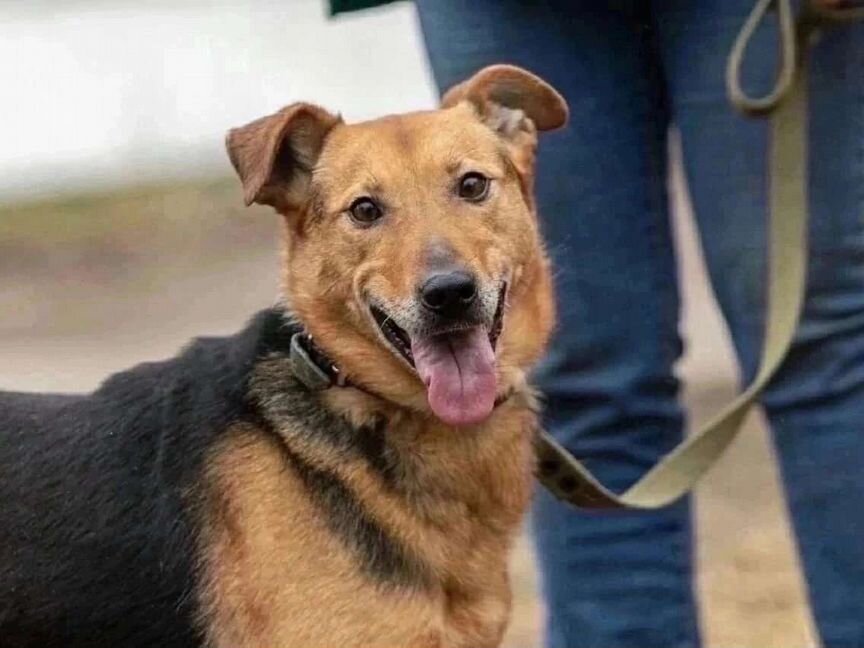 Собаки бесплатно в добрые руки