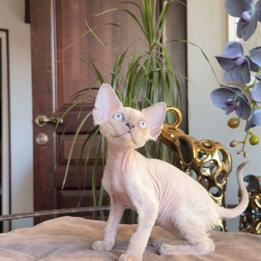 Мальчик Девон Рекс