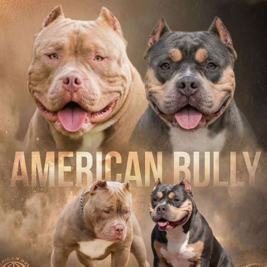 Американский булли, щенок