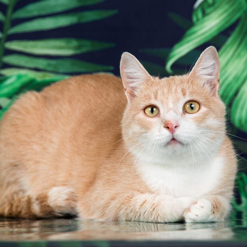 Котик в добрые руки