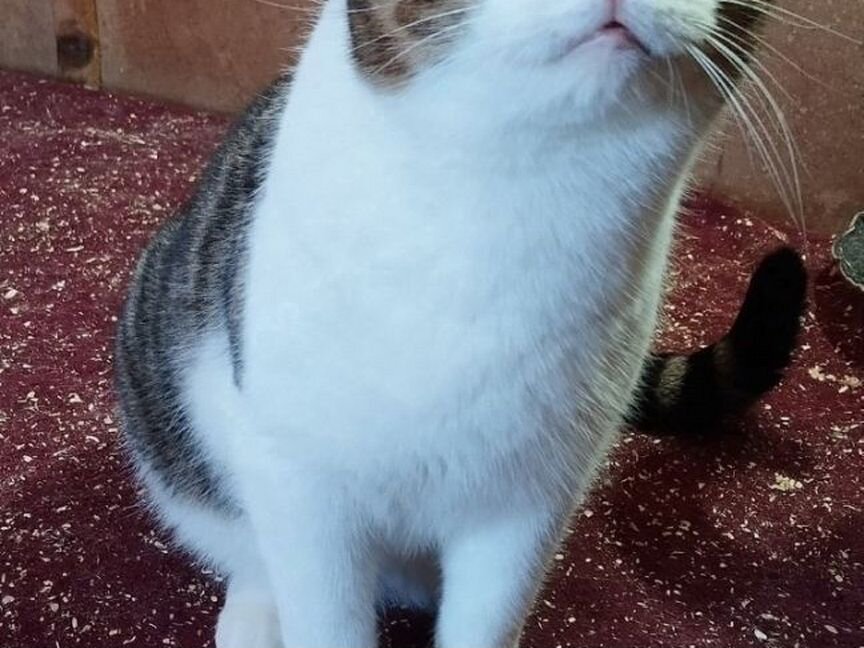 Котик Лютик в хорошую семью бесплатно