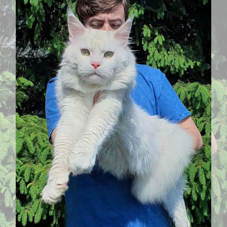 Мейн-кун, взрослый кот