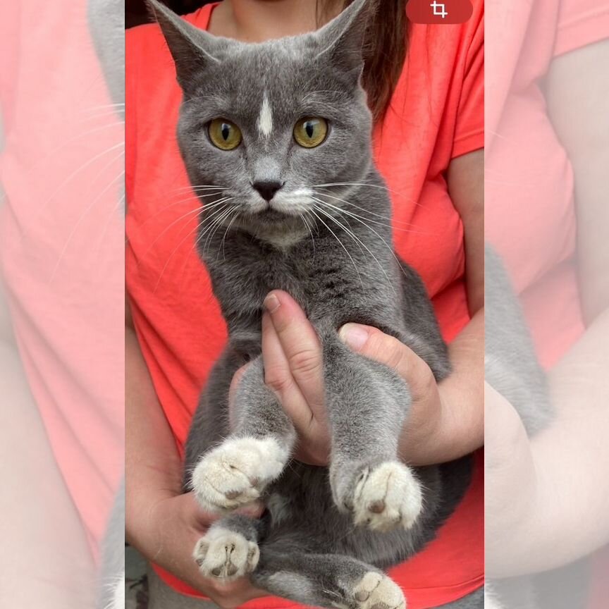 Взрослая, кошка в добрые руки