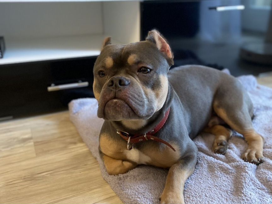 Американский булли покет кобель