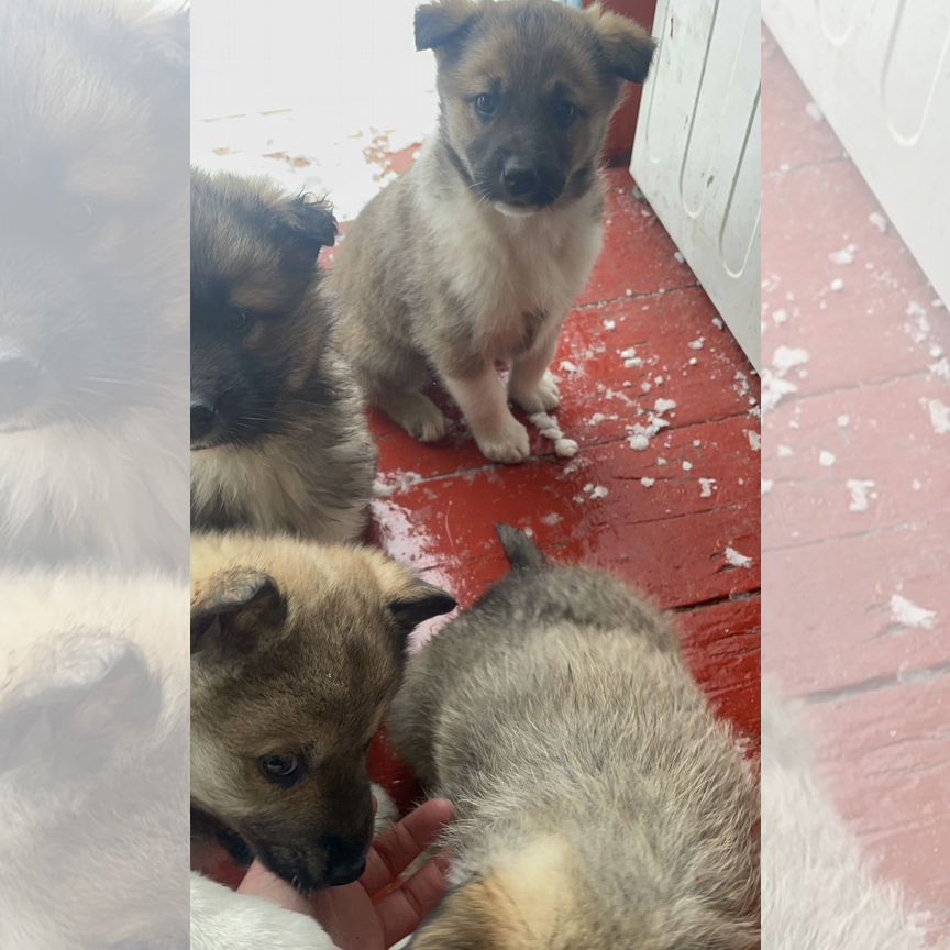 Западносибирская лайка, щенок