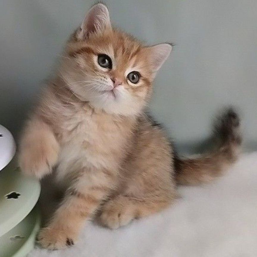 Золотой тигренок