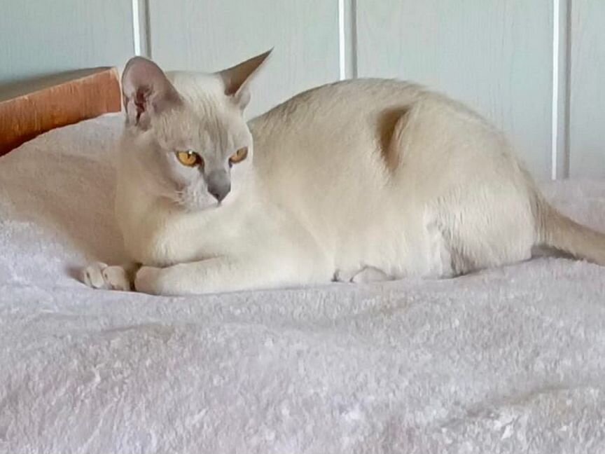 Бурманский кот