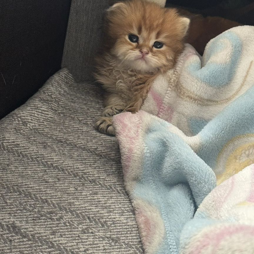 Британский длинношёрстный котёнок