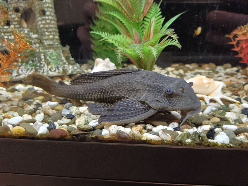 Сом плекостомус