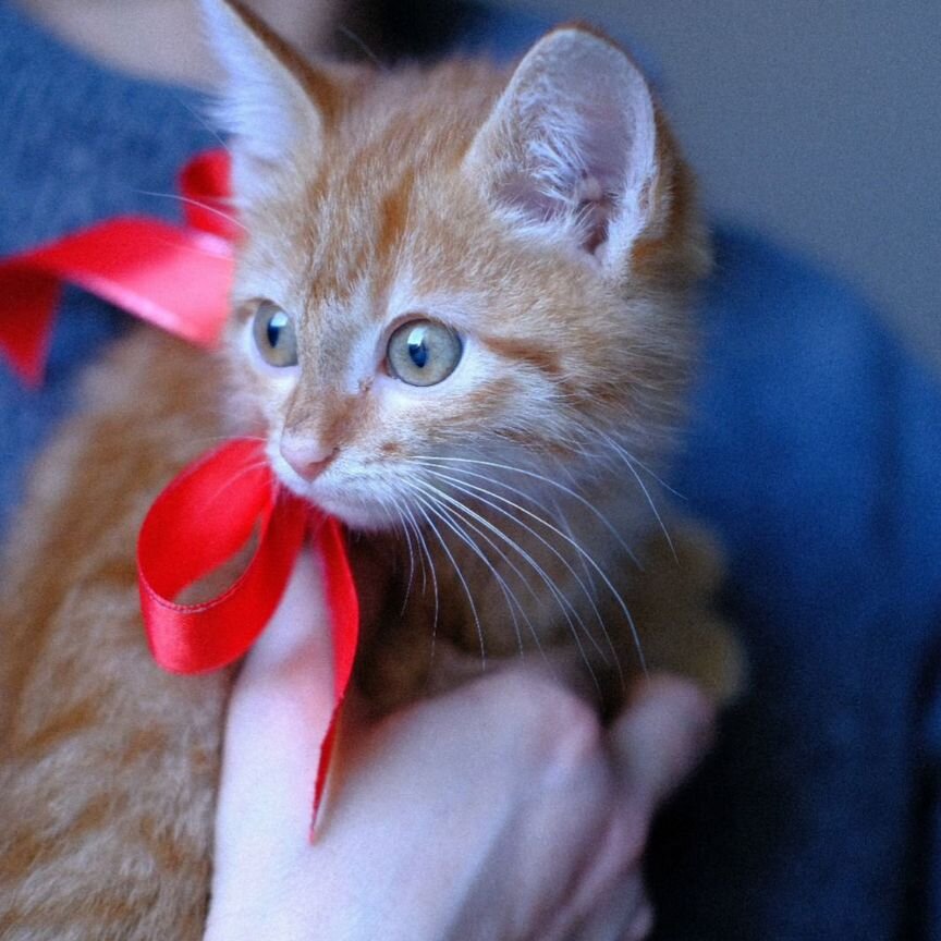 Рыжий котенок в добрые руки