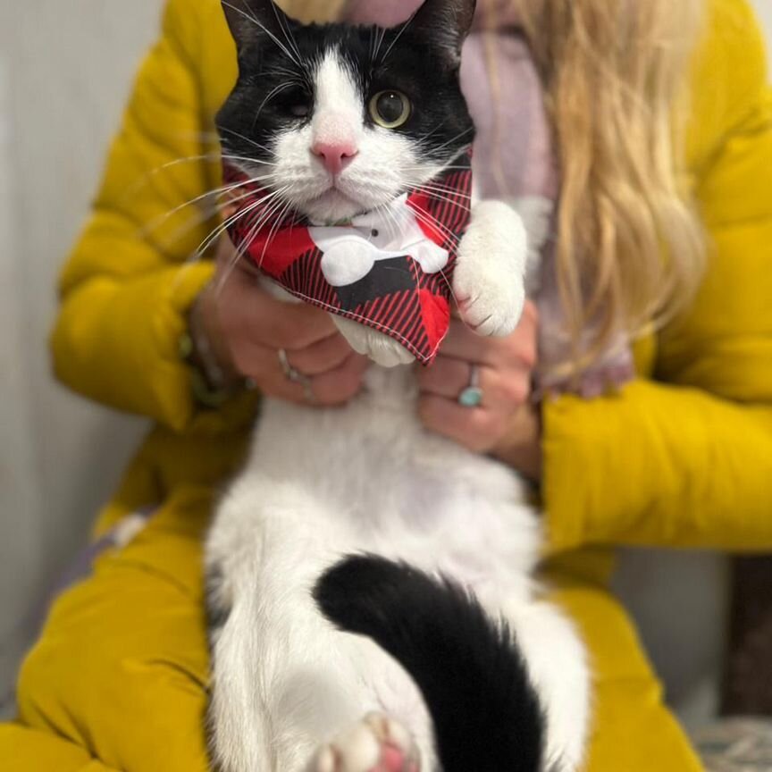 Некрасивая кошка из приюта