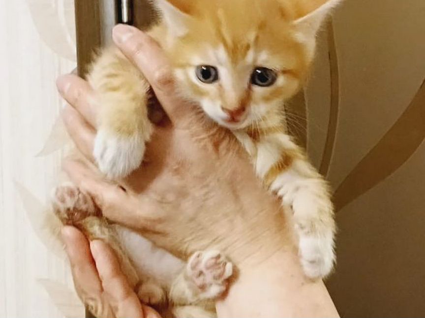 Котодетки 1 месяц