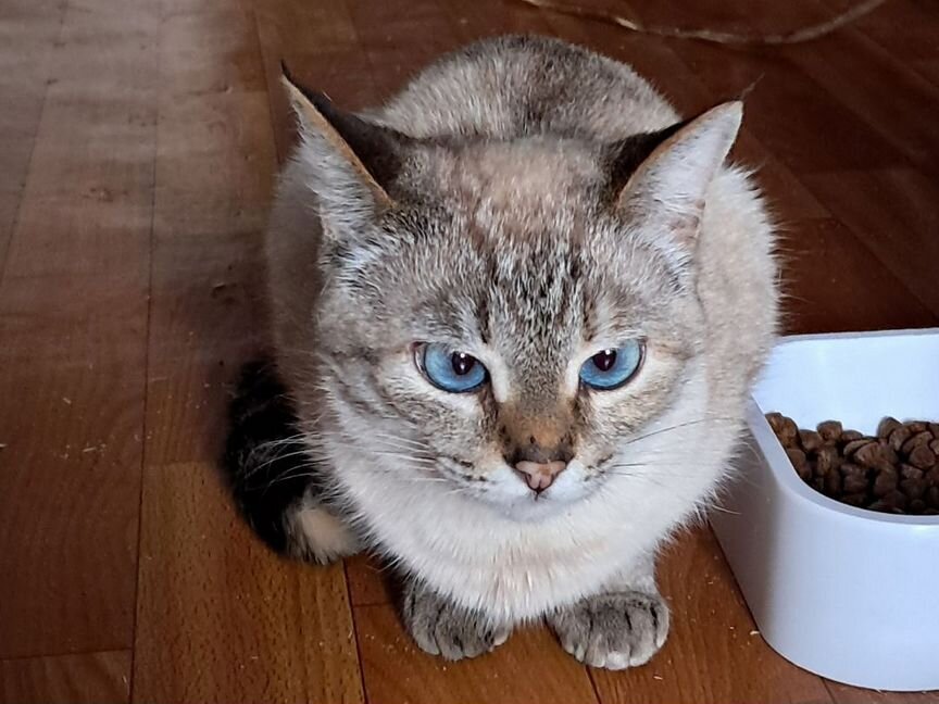 Кошка породистая бесплатно