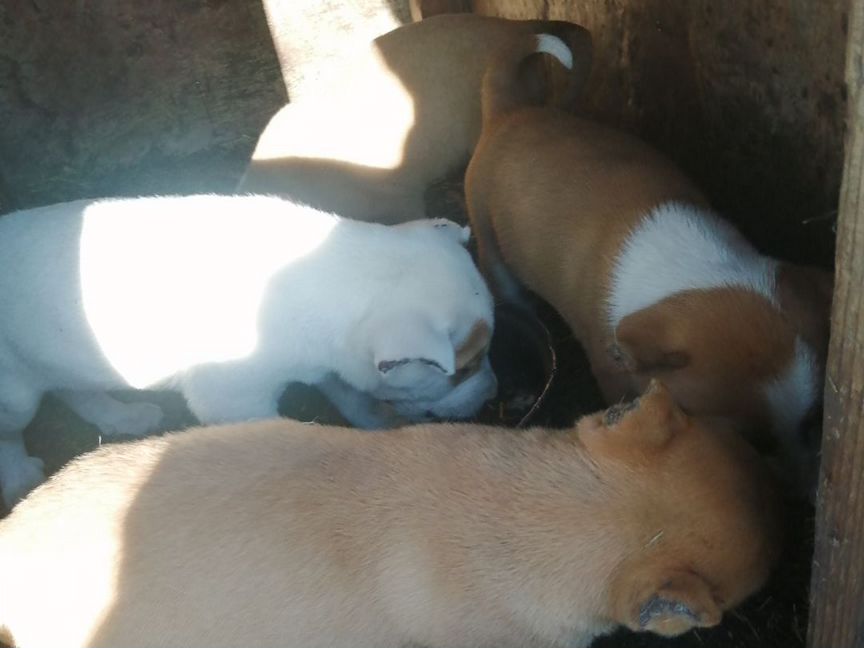 Щенки смешанный алабай