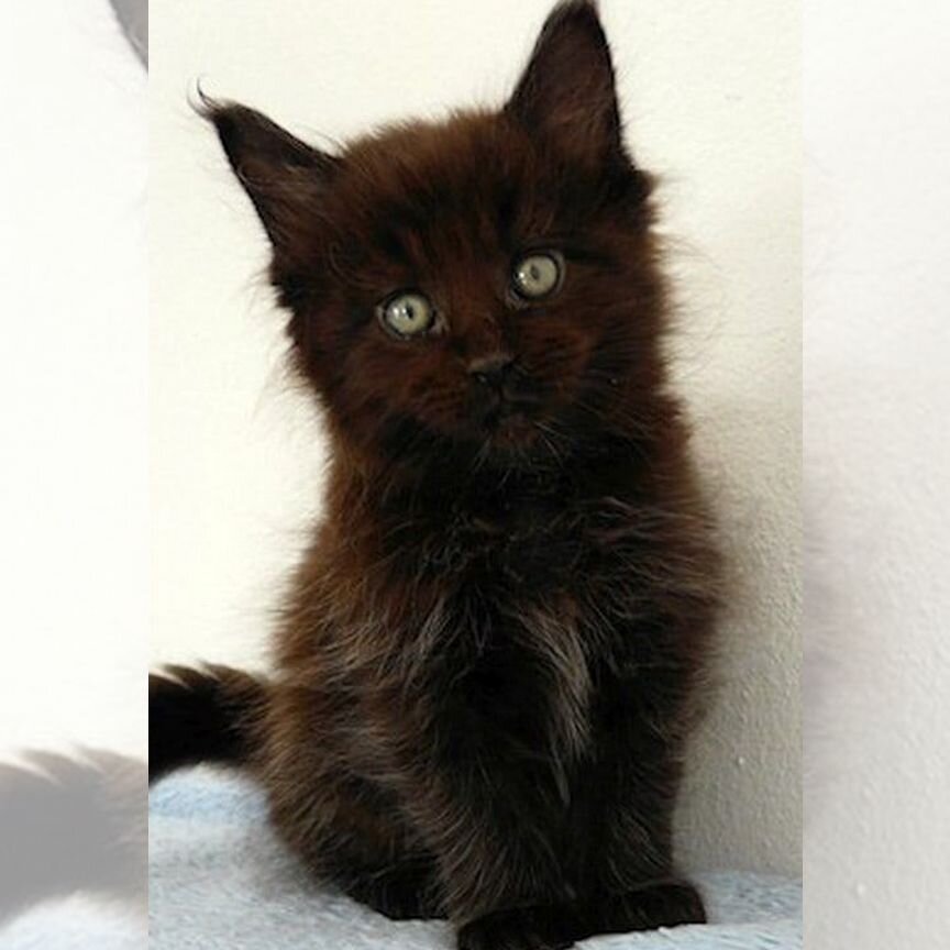 Мейн-кун котёнок