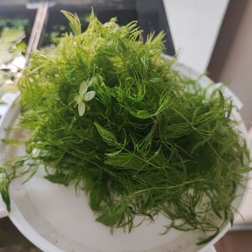 Аквариумные растения, роголистник, анубиас