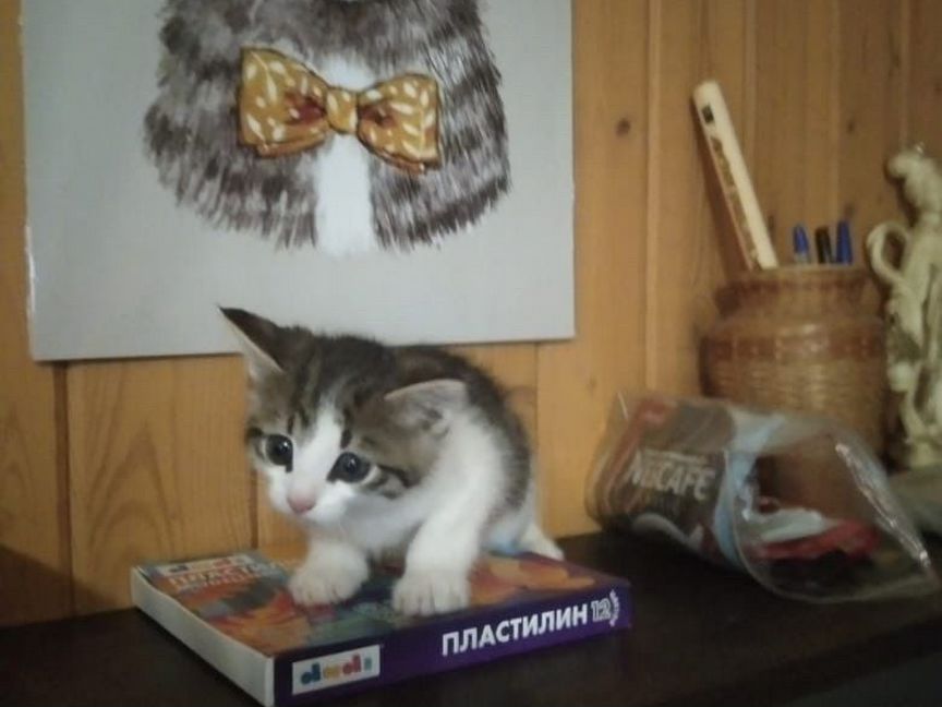 Кот