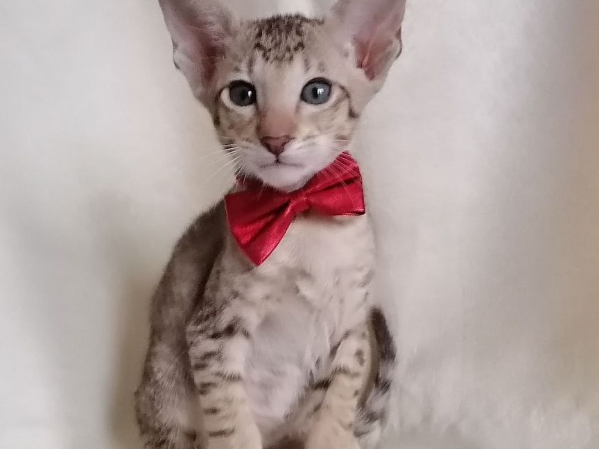 Ориентальные котята