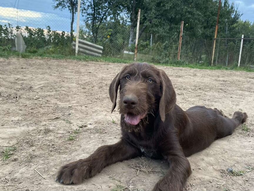 Щенок дратхаара