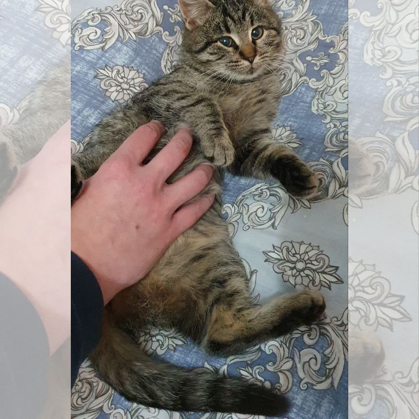 Котёнок в добрые руки