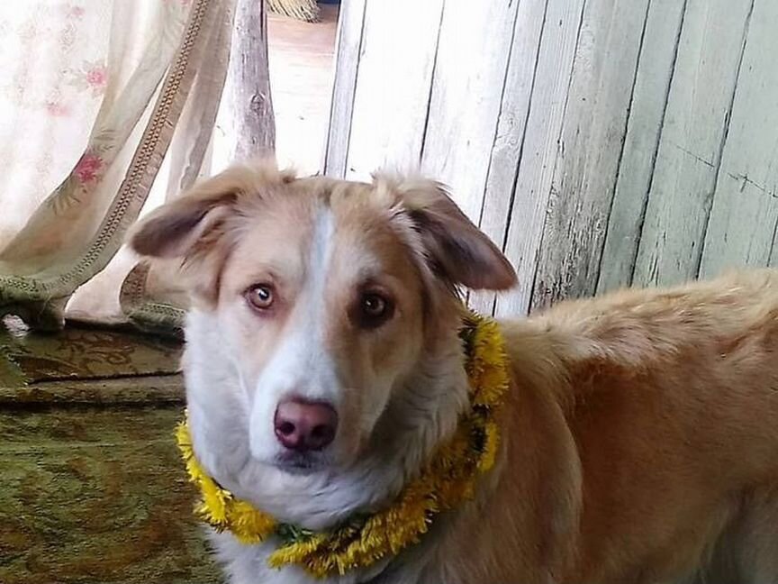 Собака смесь алабая и ротвейлера