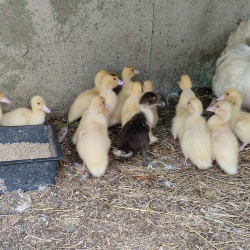 Индоутята подрощенные