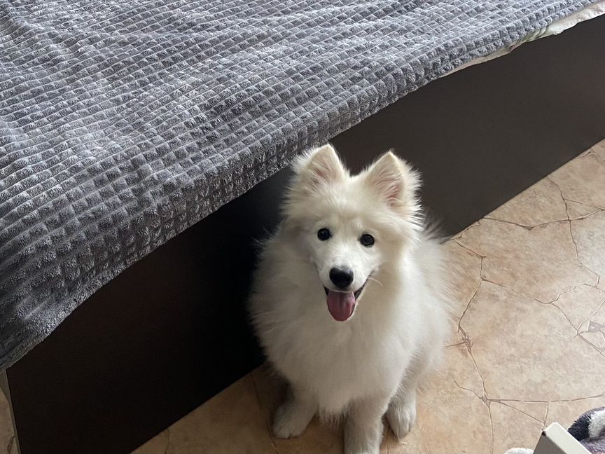 Самоедская лайка щенки