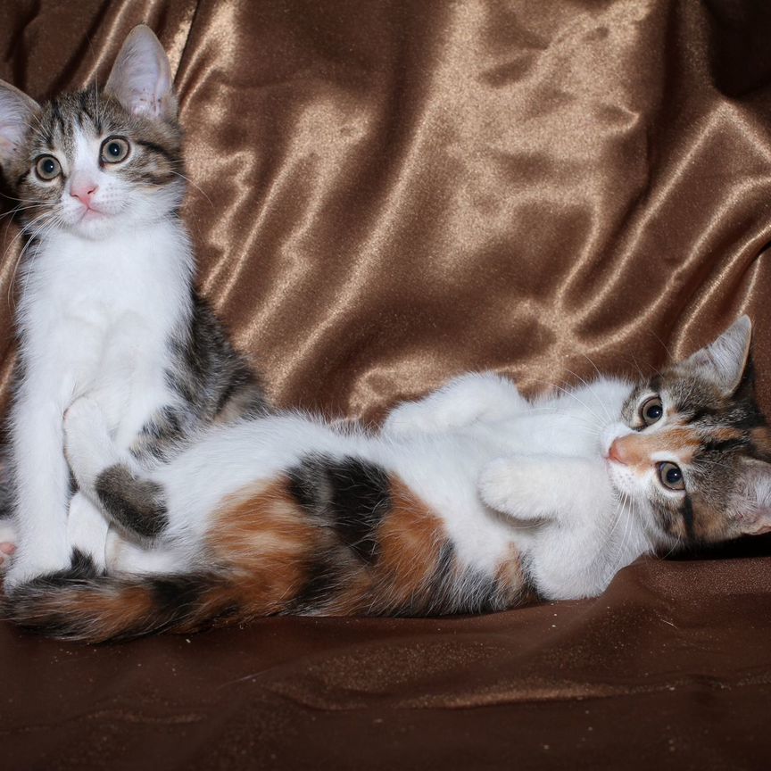 Домашние котята в добрые руки