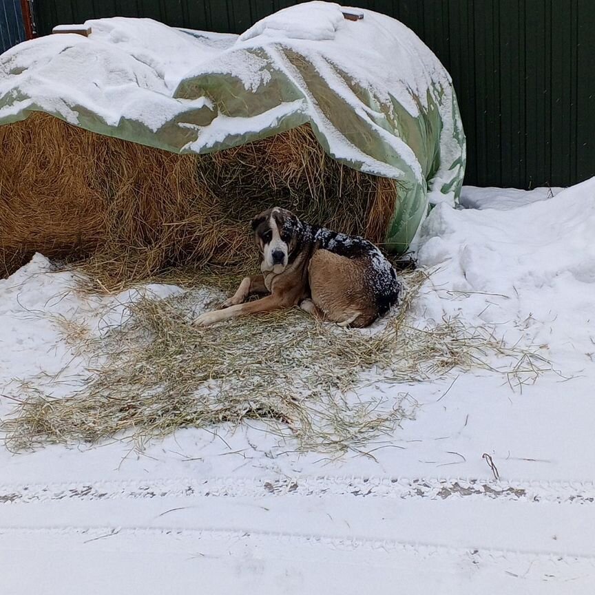 Найдена собака