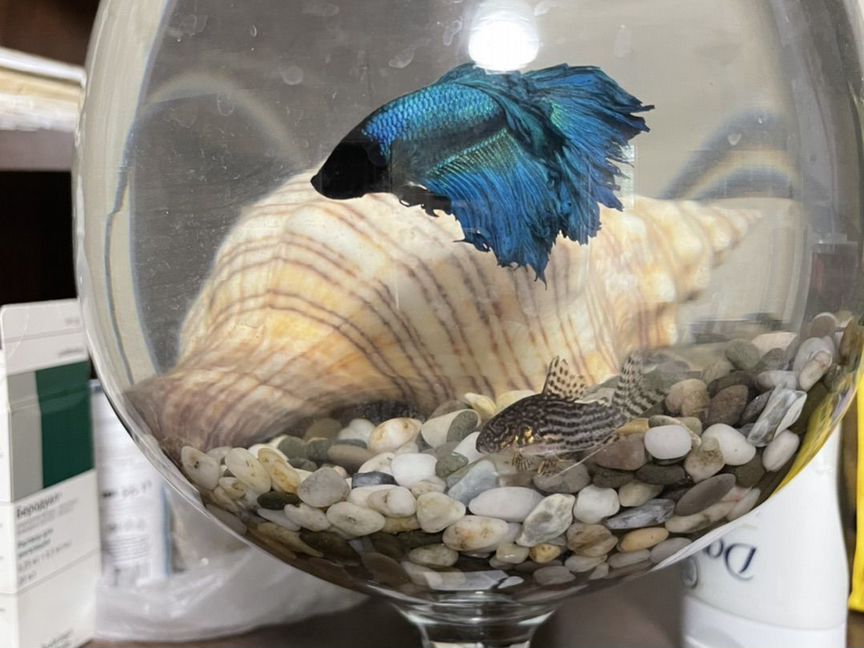 Аквариумные рыбки петушок