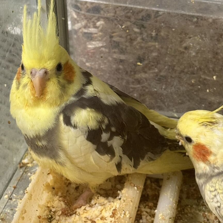 Попугай корелла