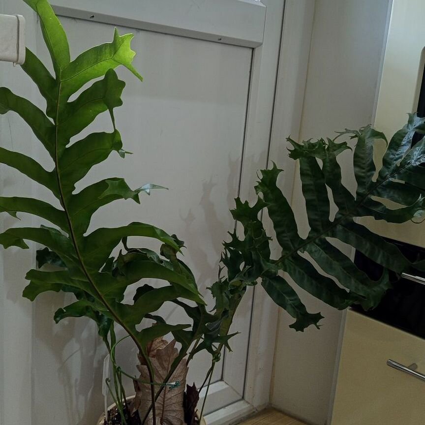Drynaria sp.(T12) 'Diliman' Филиппины