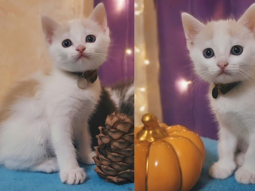 Котёнок мальчик рыже-белый