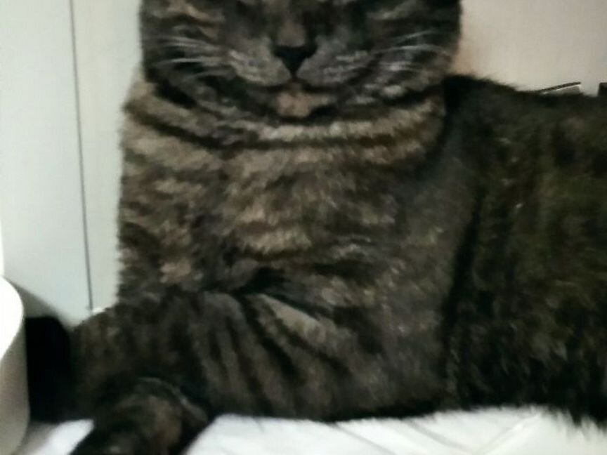 Кот