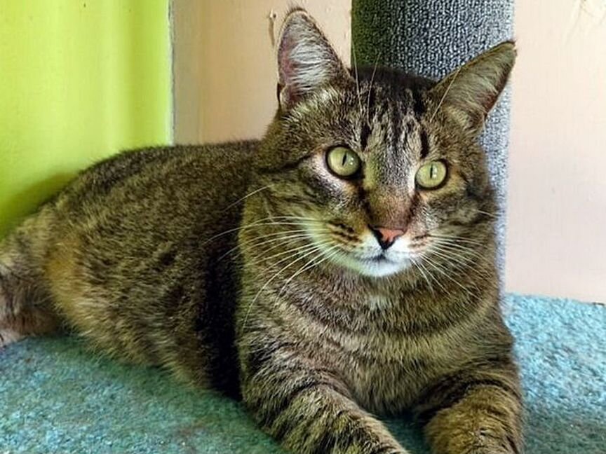 Котик ищет семью