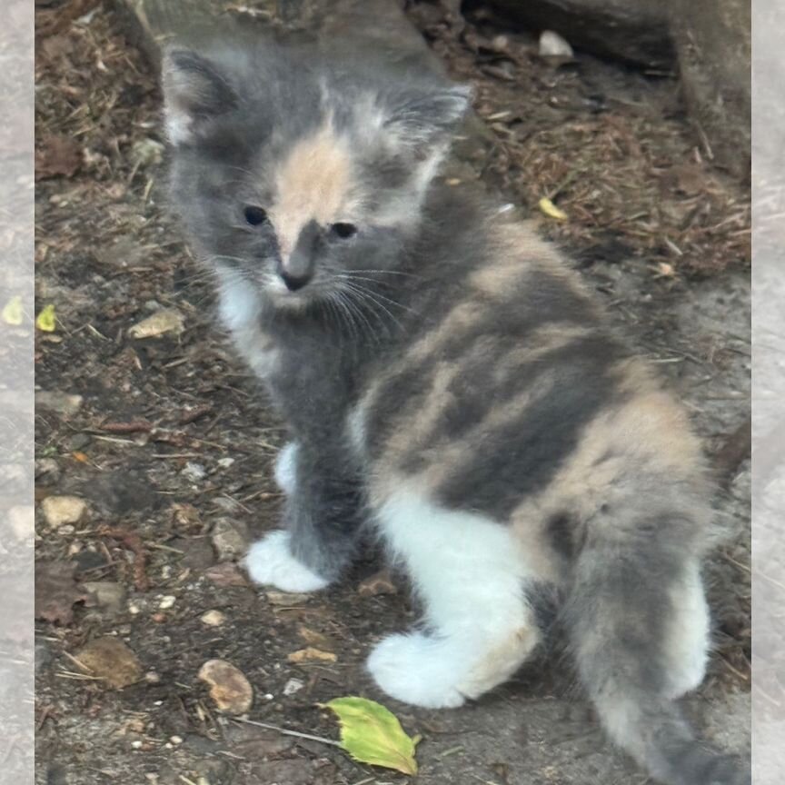 Котёнок в добрые руки