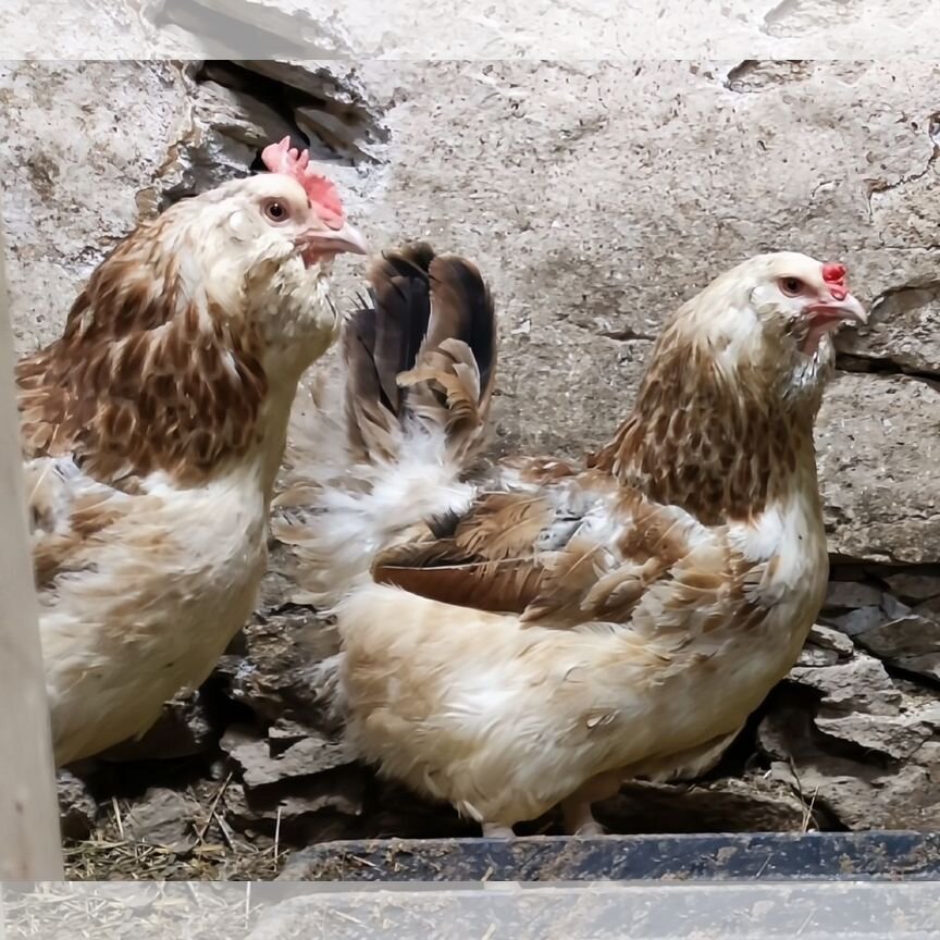 Инкубационное яйцо Фавероль лососевая