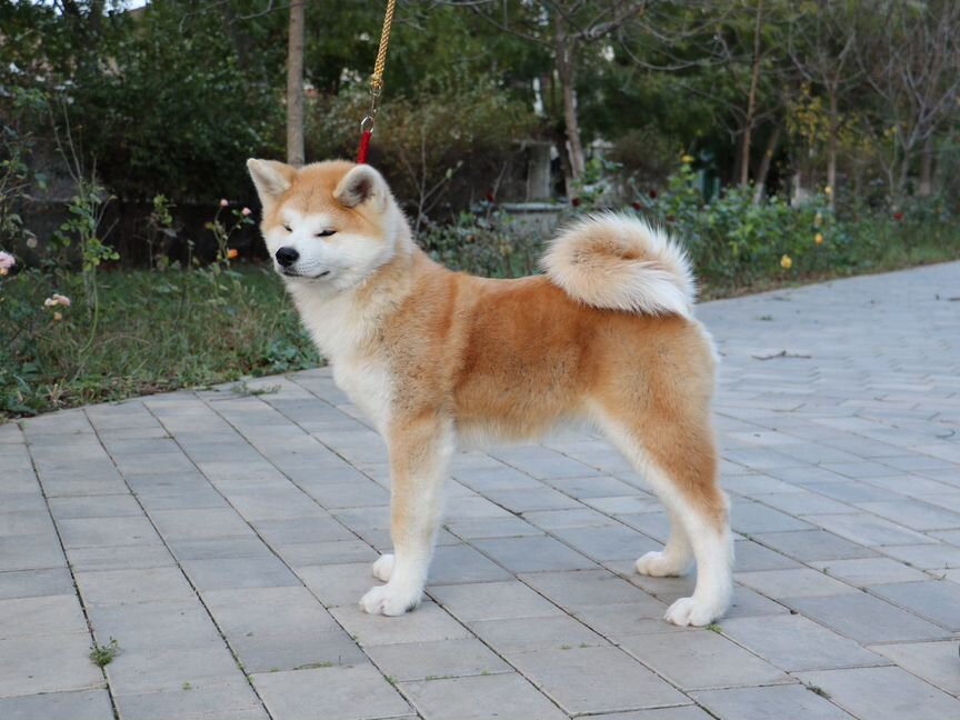 Породная Акита ину девочка