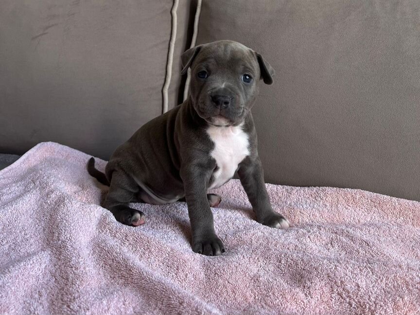 Девочка Ам. Стафф