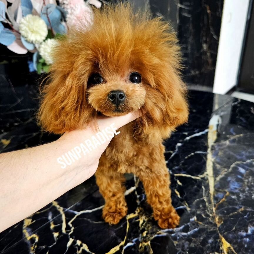 Тедди Пудель Китай Мальчик 10 месяцев