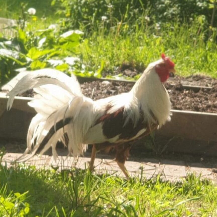 Петух йокогама