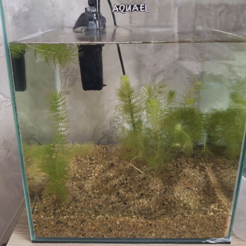 Аквариум с хеленой, фильтром, грунтом