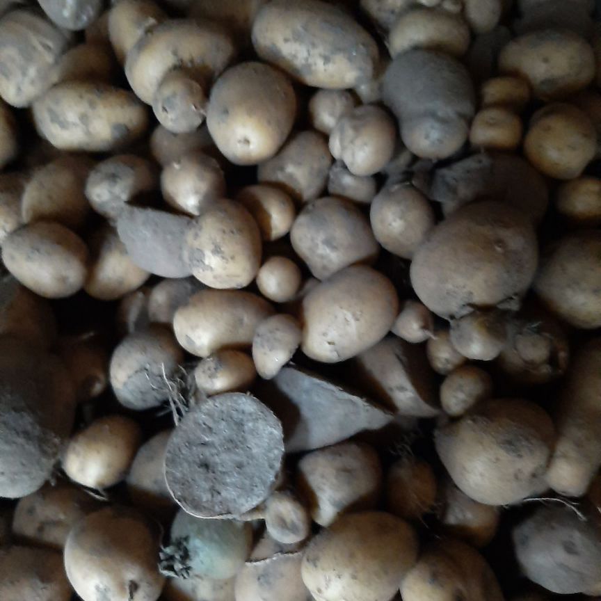 Картофель на корм скоту