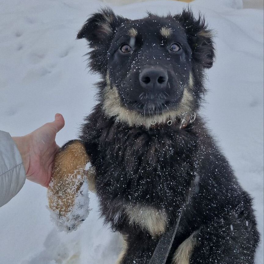 Щенок в добрые руки бесплатно