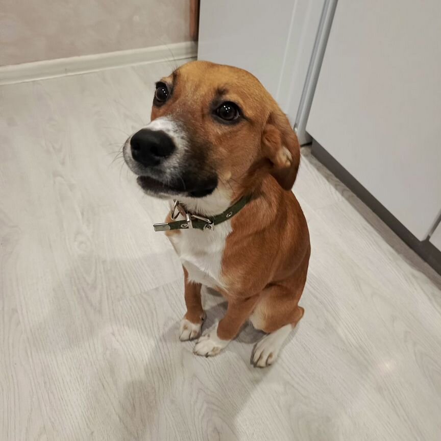 Отдам собаку в добрые руки