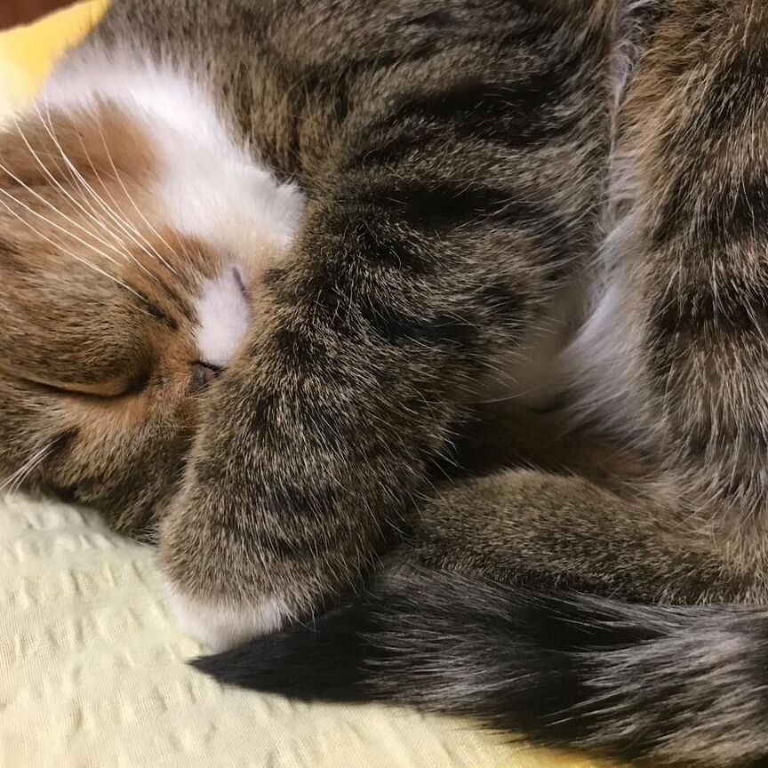 Кошка домашняя