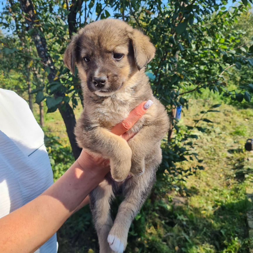 Мальчик озорник ищет папу и маму