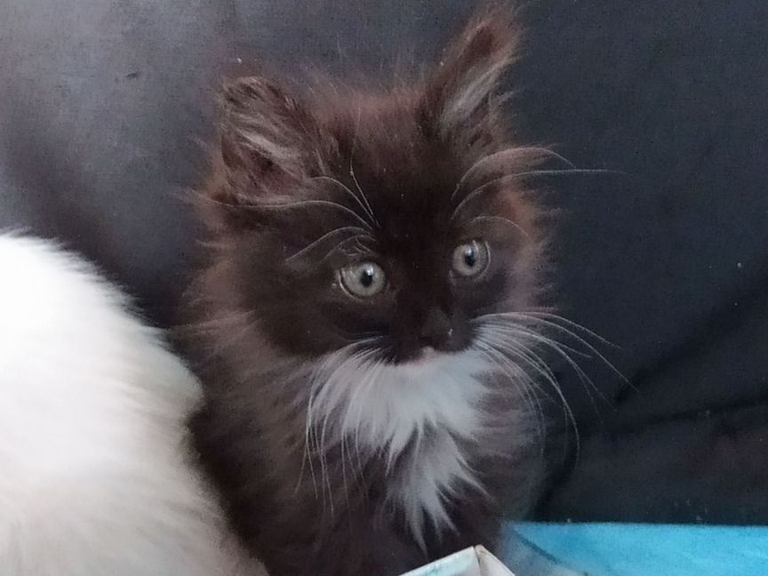 Котёнок: пушистая девочка, 1,5 мес
